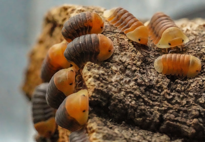 What Do Isopods Eat? A Keeper’s Guide – BCO Mushi
