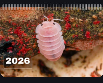 Pseudoarmadillio Spinosus Cuban Spiky isopods – BCO Mushi