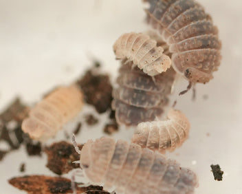 Pseudoarmadillio Spinosus Cuban Spiky isopods – BCO Mushi