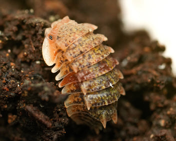 Pseudoarmadillio Spinosus Cuban Spiky isopods – BCO Mushi